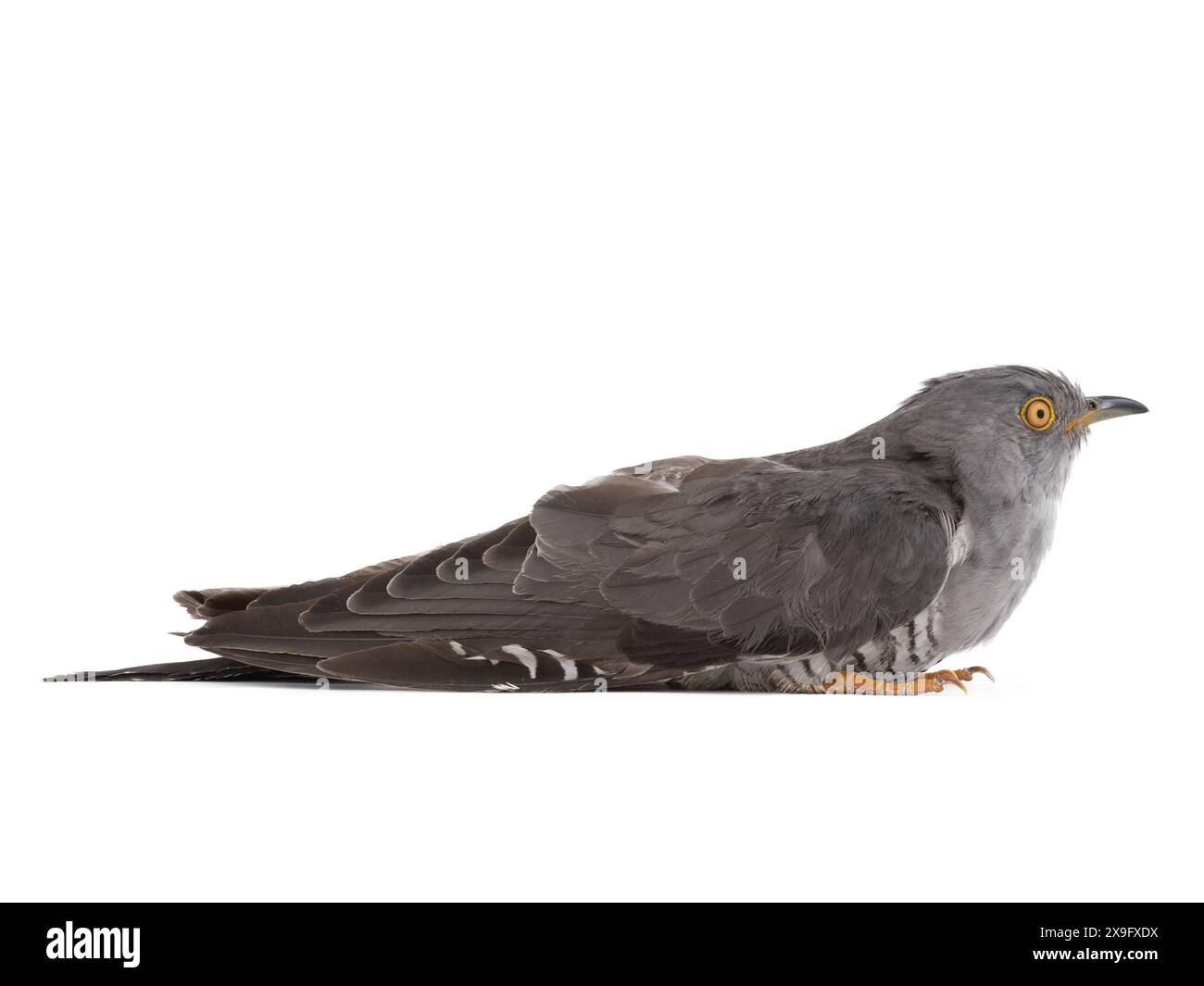 Cuckoo isolated on white background Stock Photo - Alamy