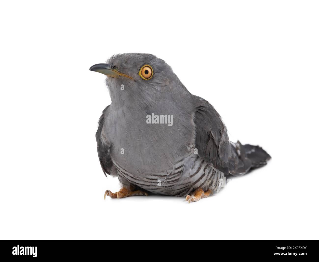 cuckoo portrait isolated on white background Stock Photo - Alamy
