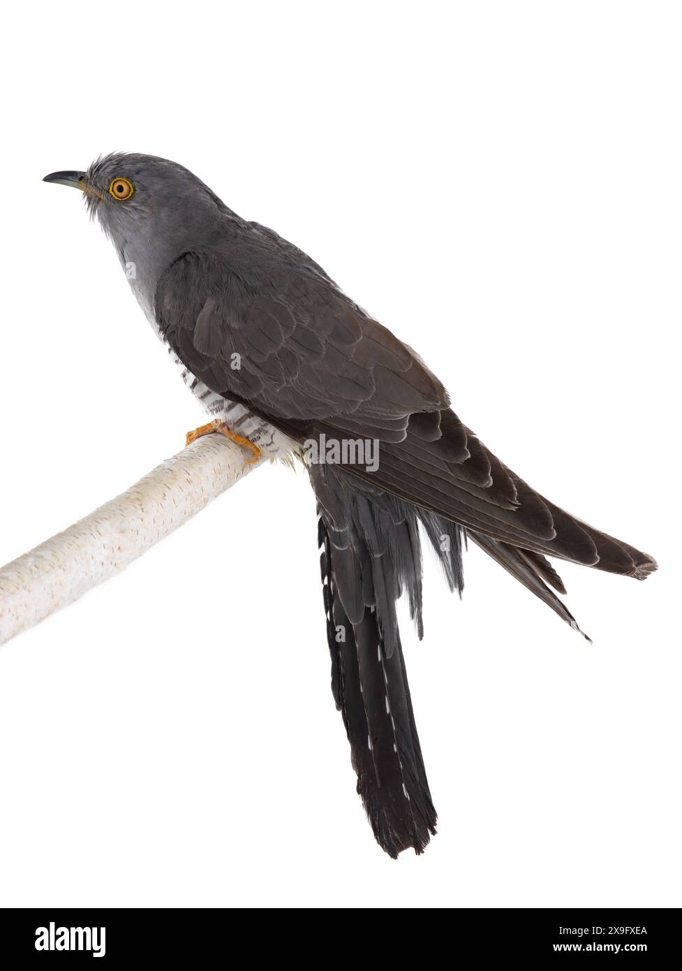 cuckoo isolated on white background. photography in studio Stock Photo ...