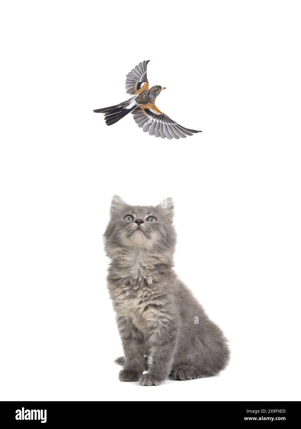 kitten looks at a bird isolated on white background Stock Photo - Alamy
