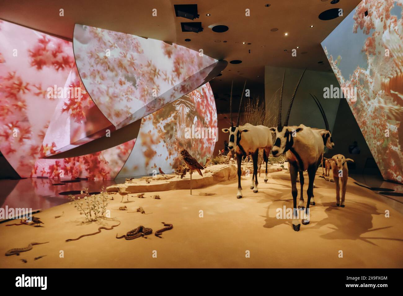 Doha, Qatar - 1 May 2024: Inside the Qatar History Museum in Doha Stock ...