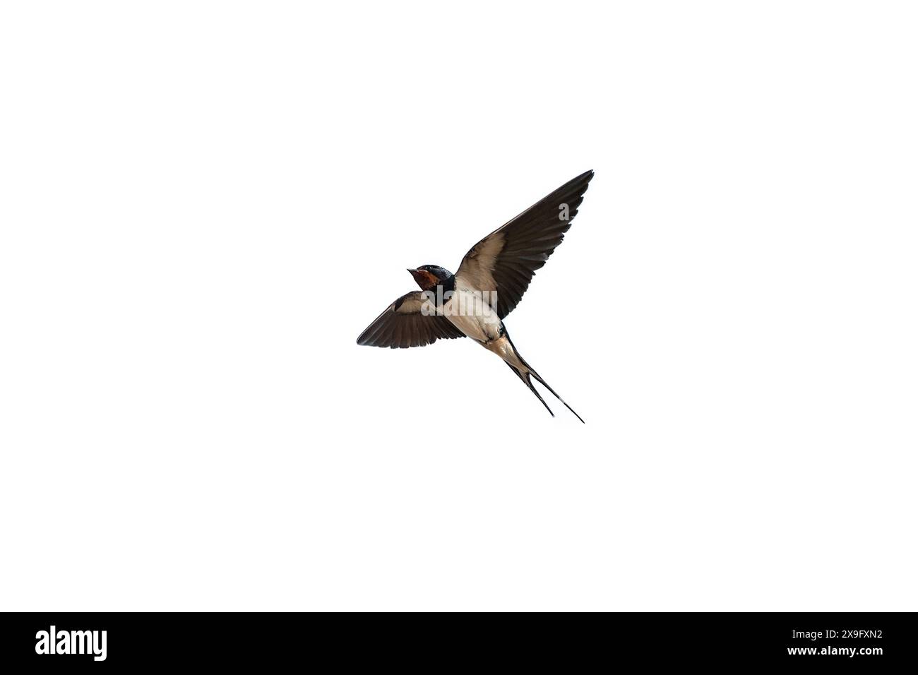 Swallow flying bird in Cut Out Stock Images & Pictures - Alamy