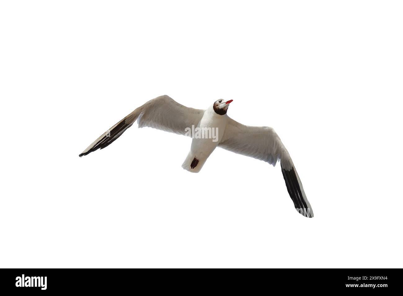 Seagull flies with spread wings isolated on white background Stock ...
