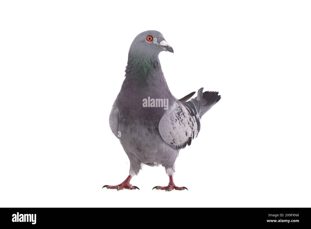 gray dove isolated on white background Stock Photo - Alamy