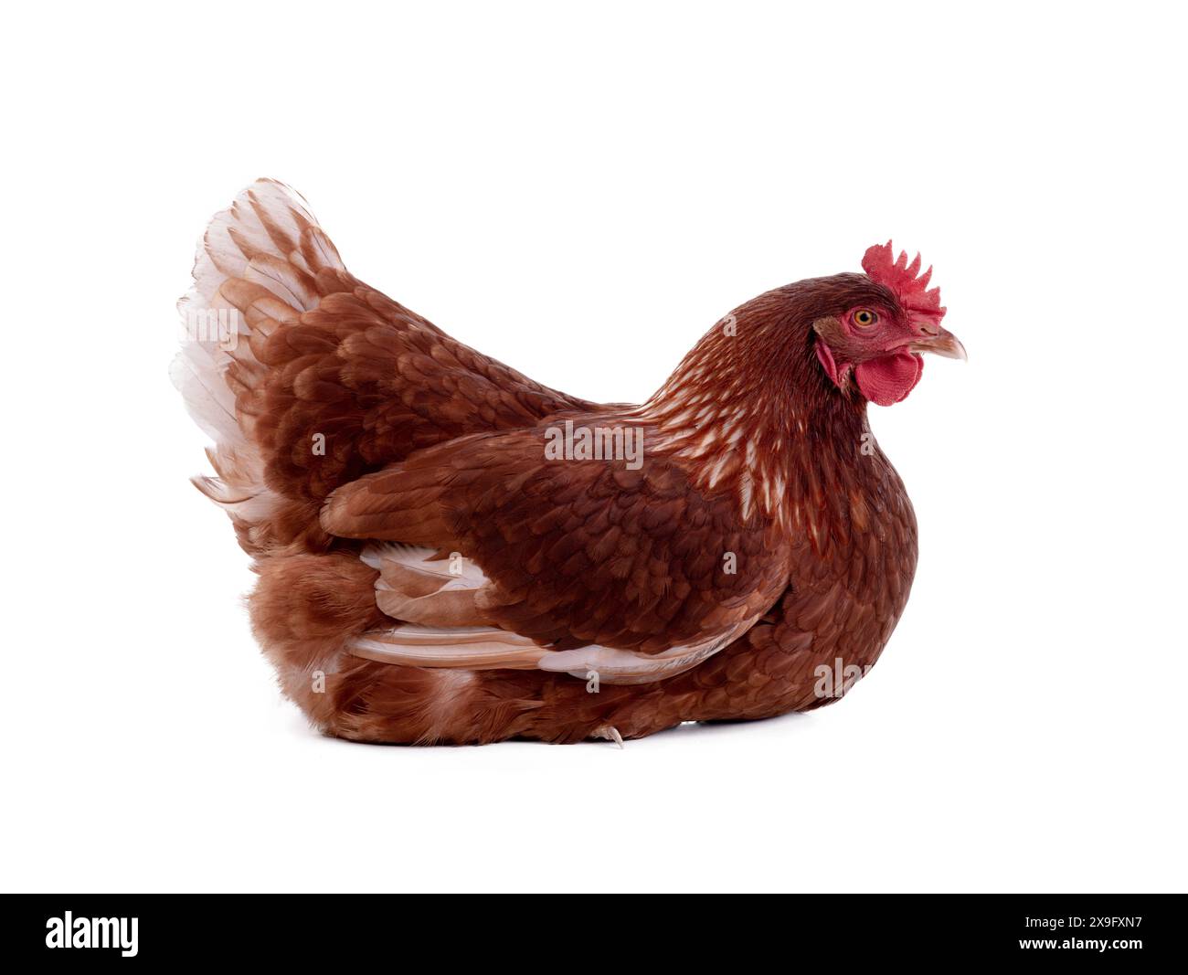 Large hen Cut Out Stock Images & Pictures - Alamy