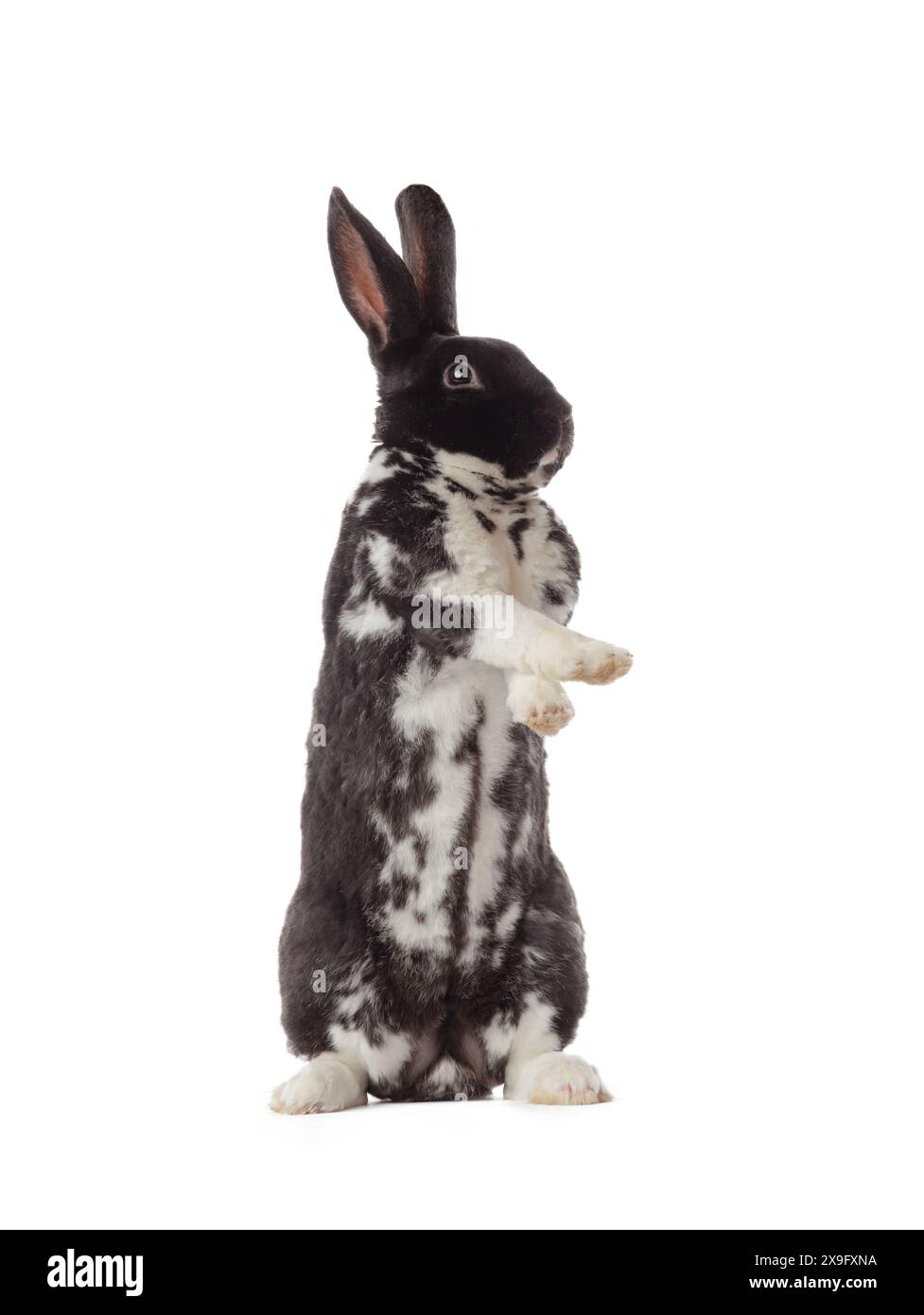 black rabbit stands on its hind legs isolated white background Stock ...