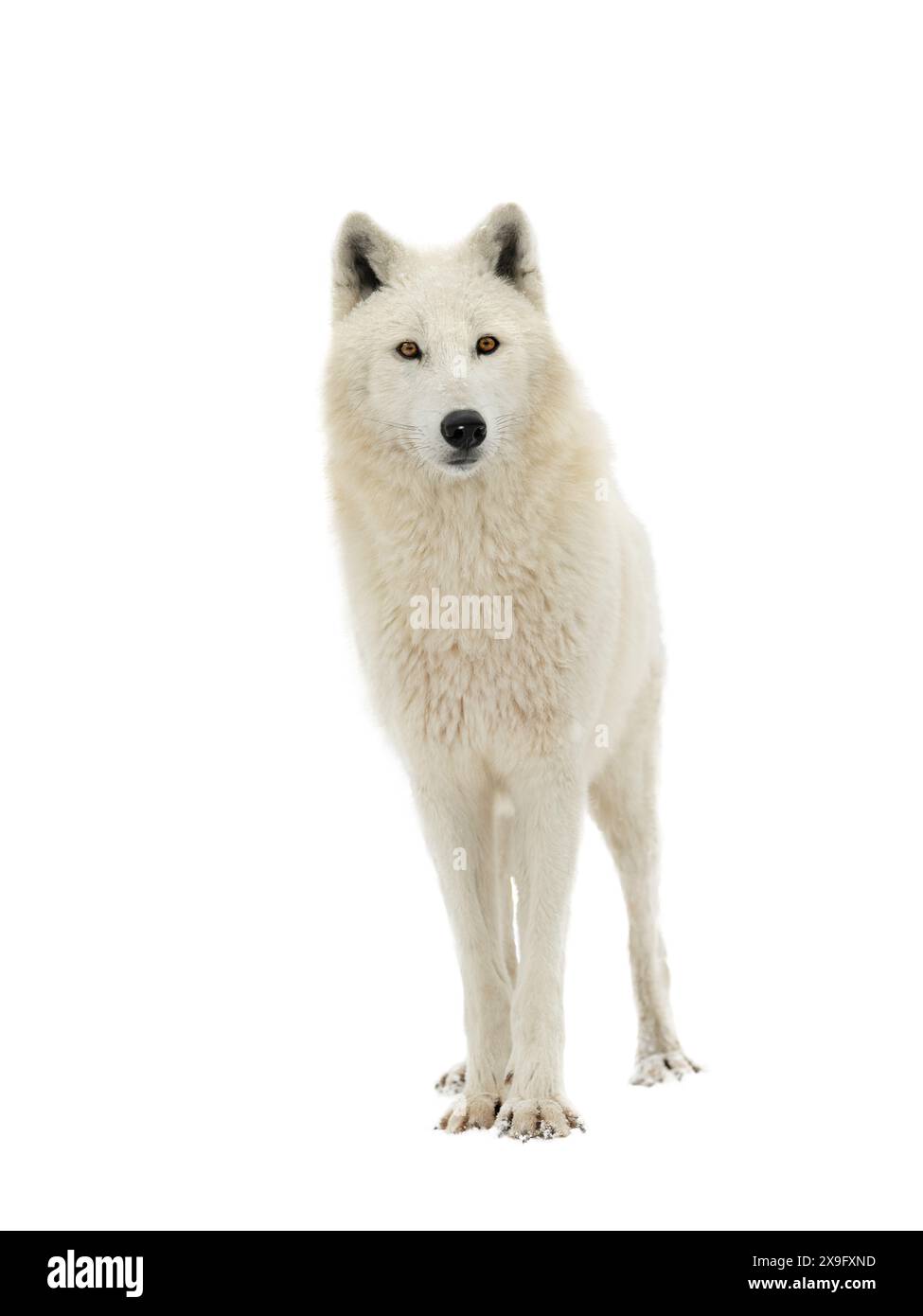 Lone arctic wolf standing hi-res stock photography and images - Alamy