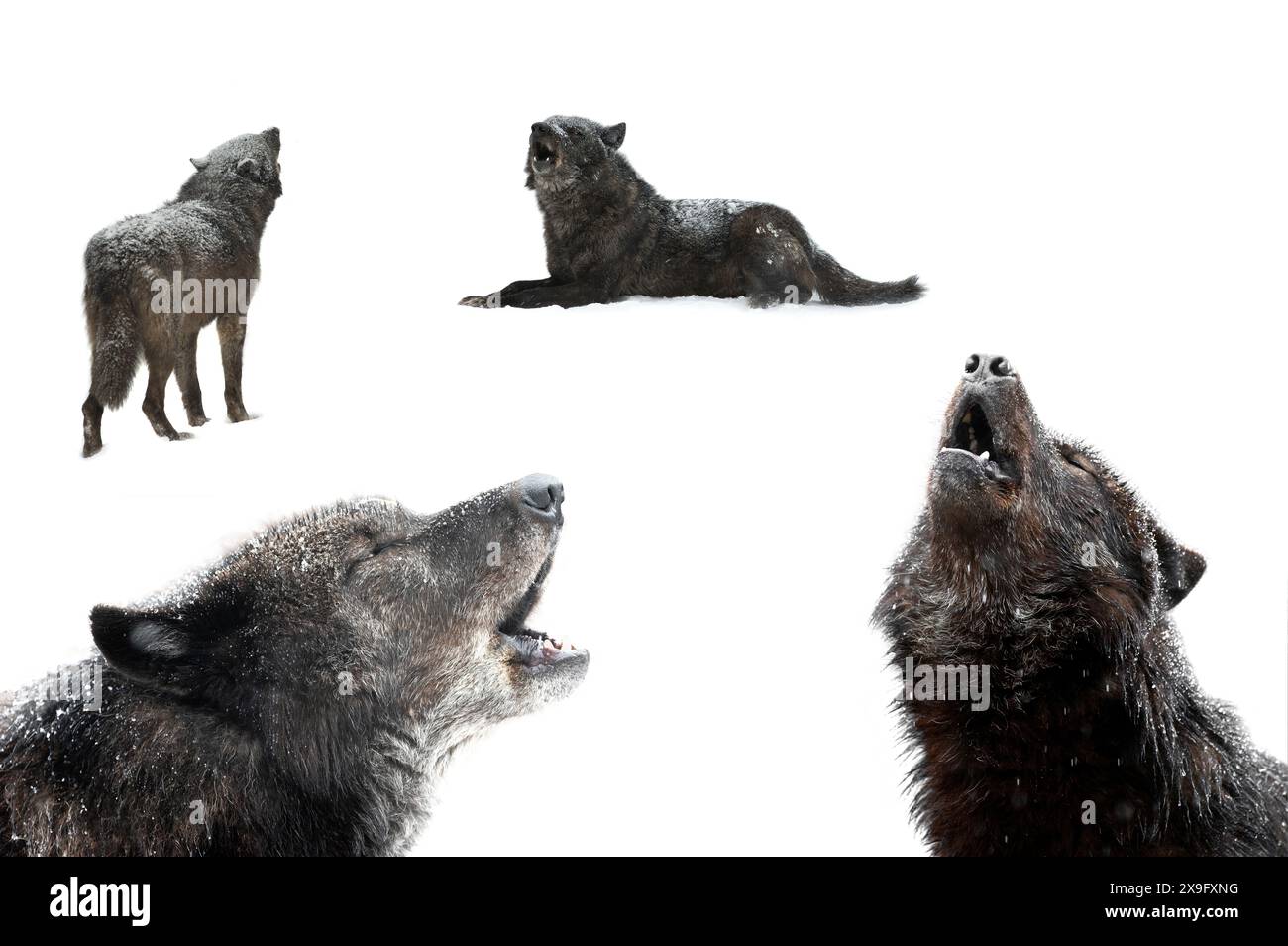 Portrait Howling wolf winter isolated on a white background Stock Photo ...