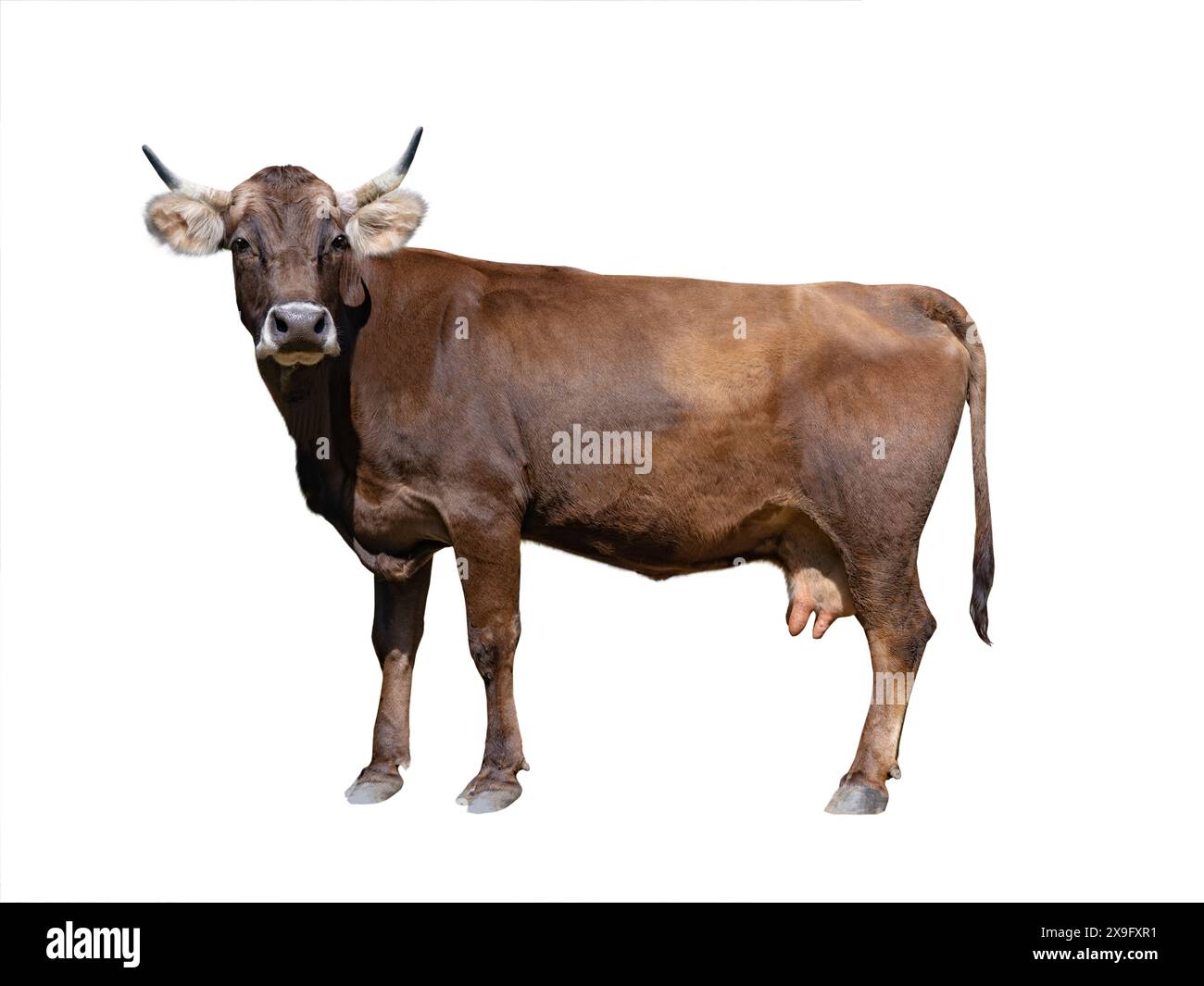 brown cow isolated on white background Stock Photo - Alamy