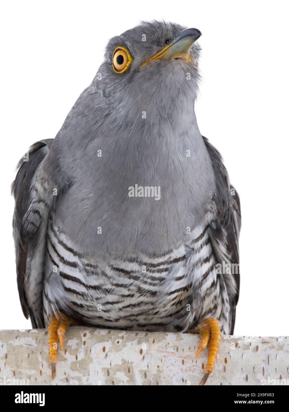 cuckoo portrait isolated on white background Stock Photo - Alamy