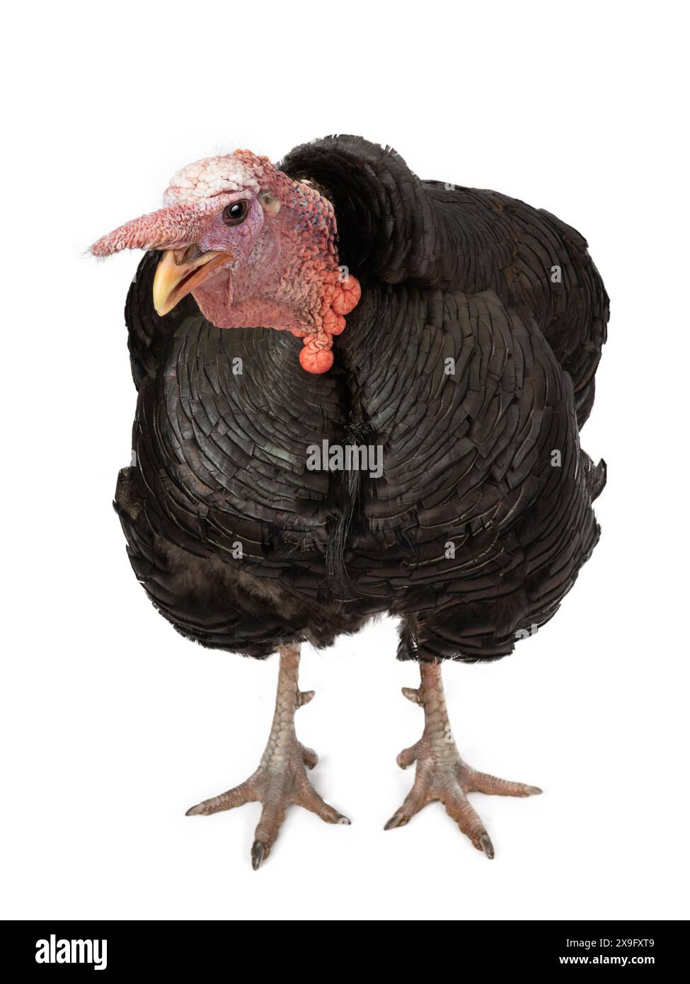 turkey isolated on white background Stock Photo - Alamy
