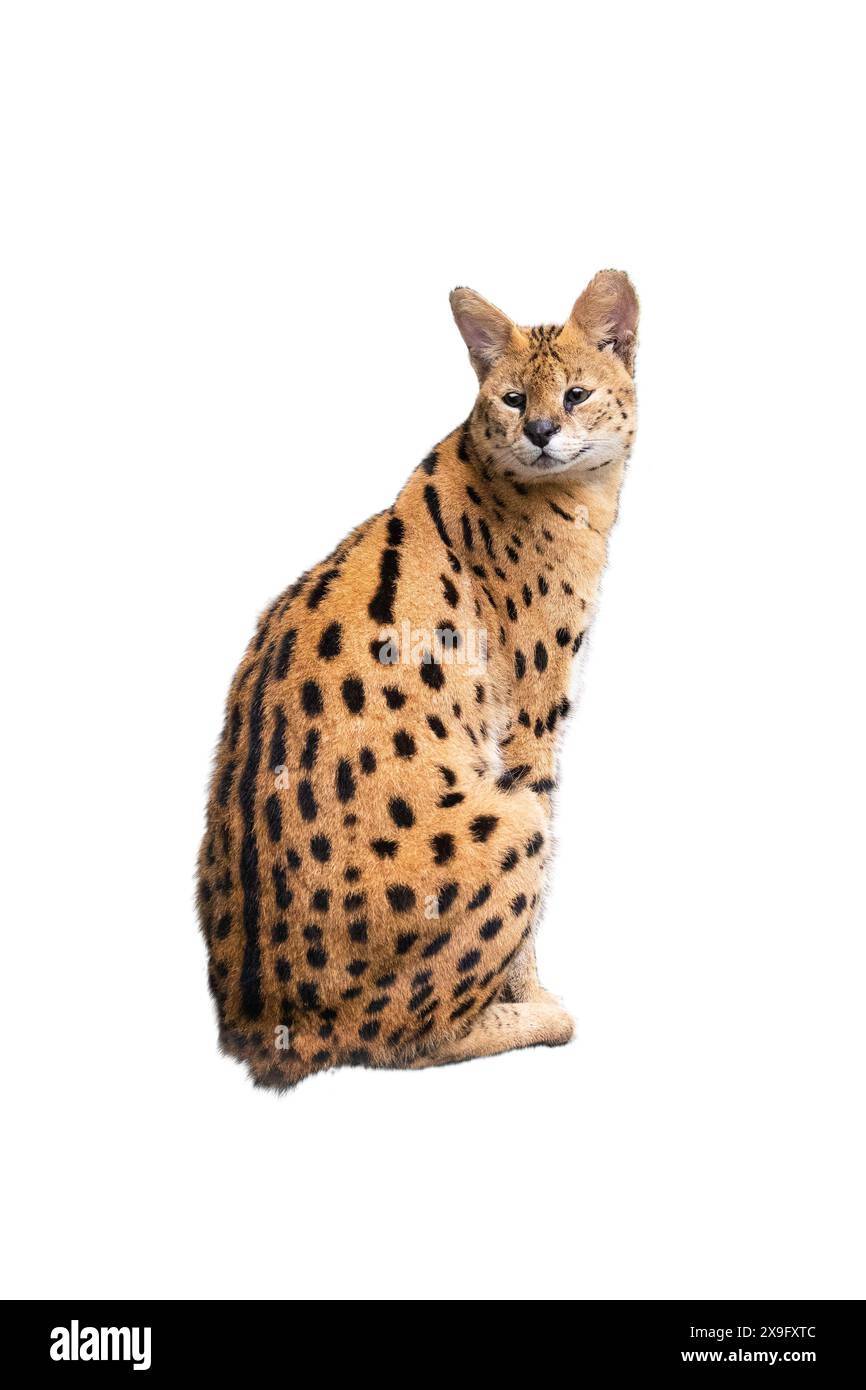 Serval wild cat Cut Out Stock Images & Pictures - Alamy