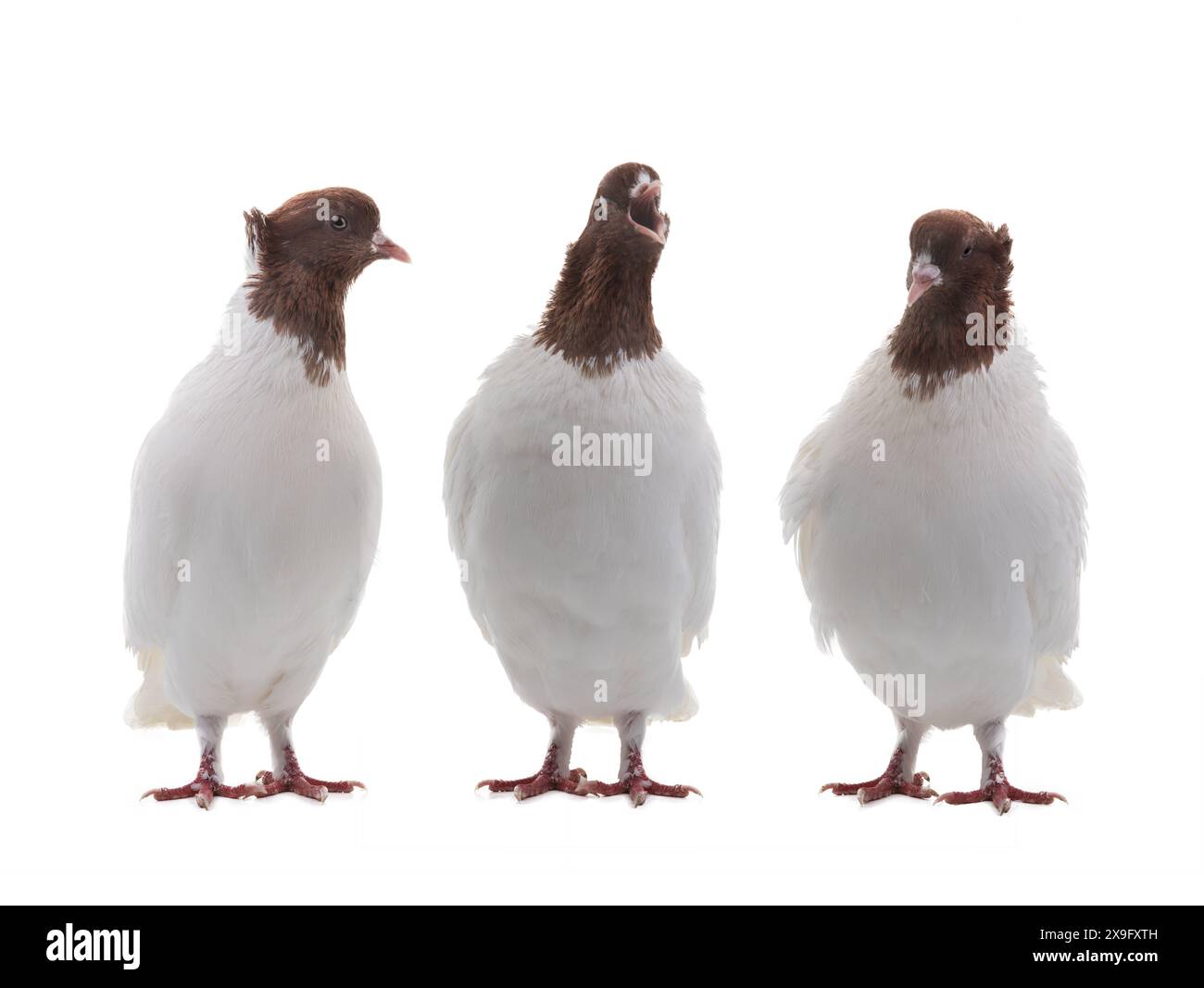 singing dove isolated on white background Stock Photo - Alamy