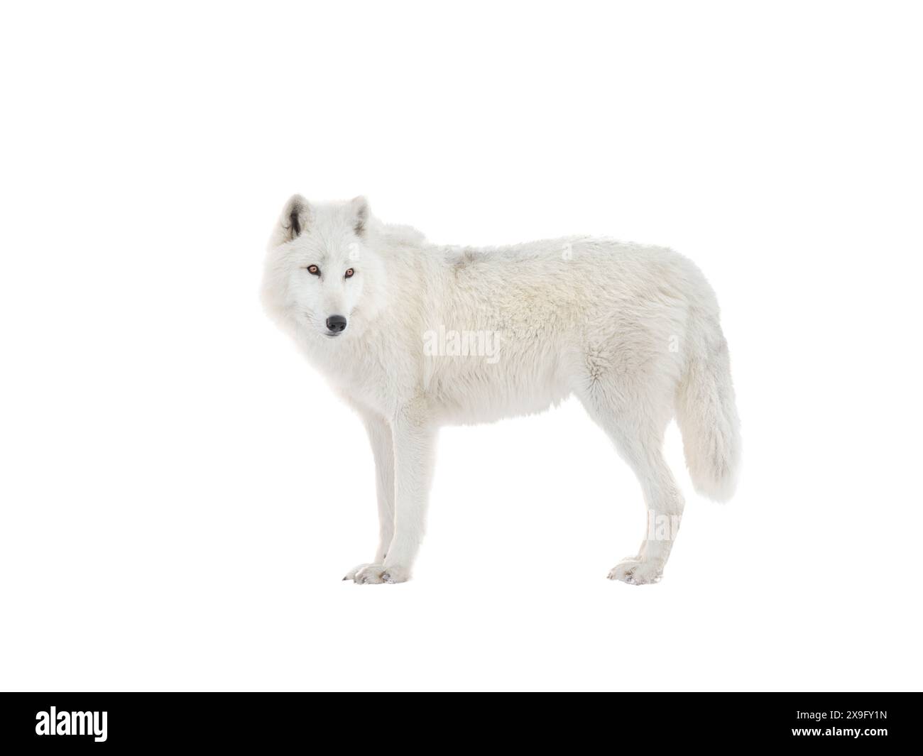 Polar white wolf stands isolated on white background Stock Photo - Alamy