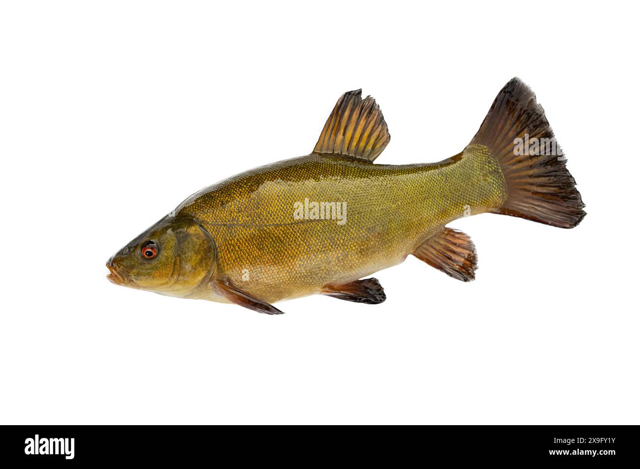 fish lenok (Brachymystax) isolated on white background Stock Photo - Alamy