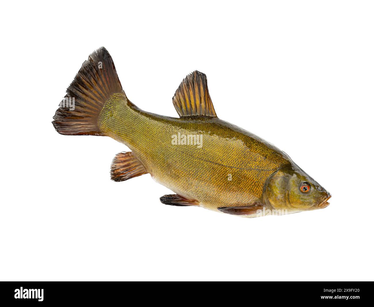 fish lenok (Brachymystax) isolated on white background Stock Photo - Alamy
