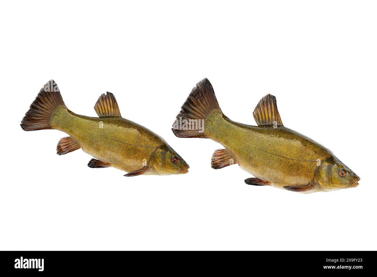 two fish lenok (Brachymystax) isolated on white background Stock Photo ...
