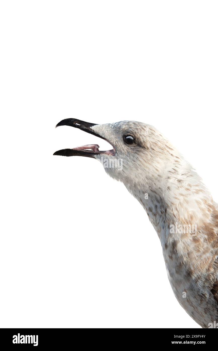 portrait of a crying seagull on a white background Stock Photo - Alamy