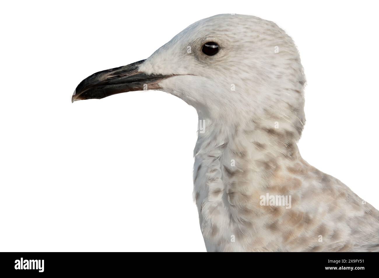 seagull portrait isolated on white background Stock Photo - Alamy
