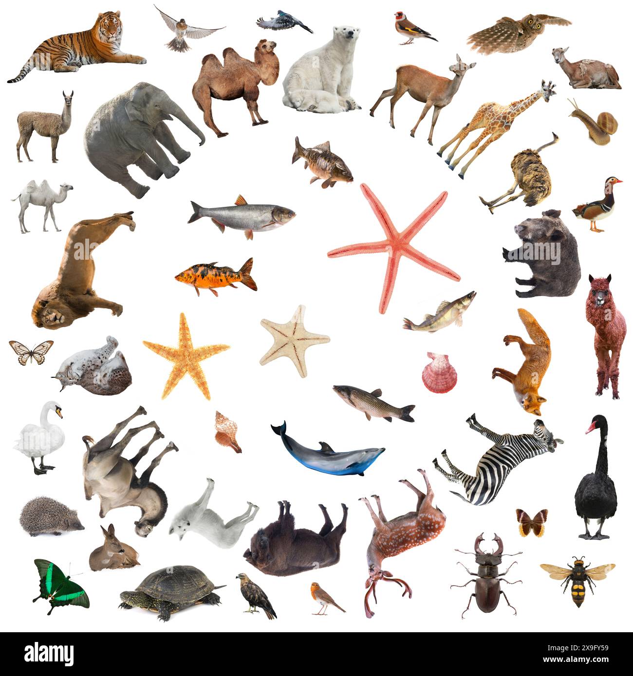 collage of animals isolated on white background Stock Photo - Alamy