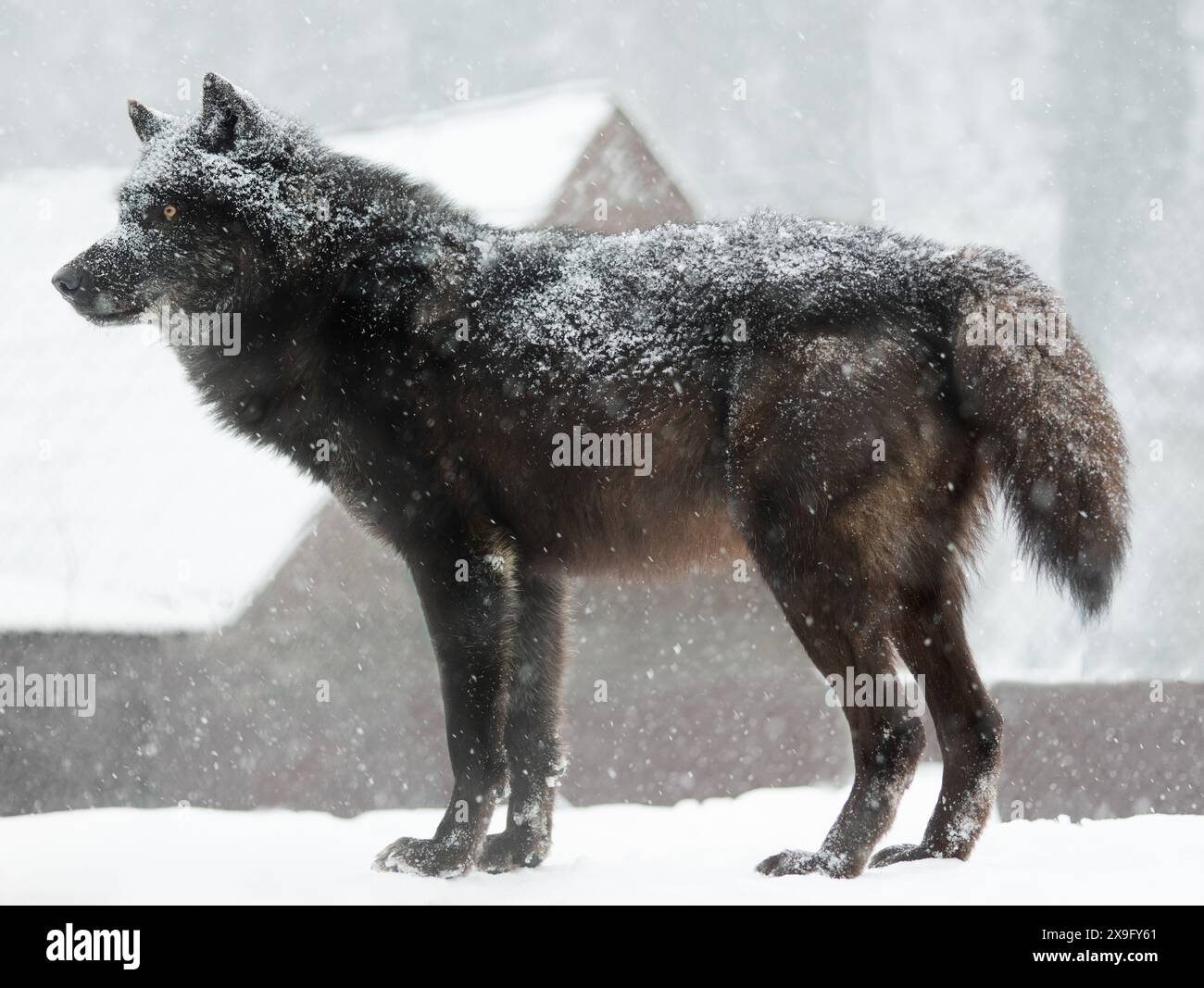 Canadian black wolf on the background of the house during a snowfall ...