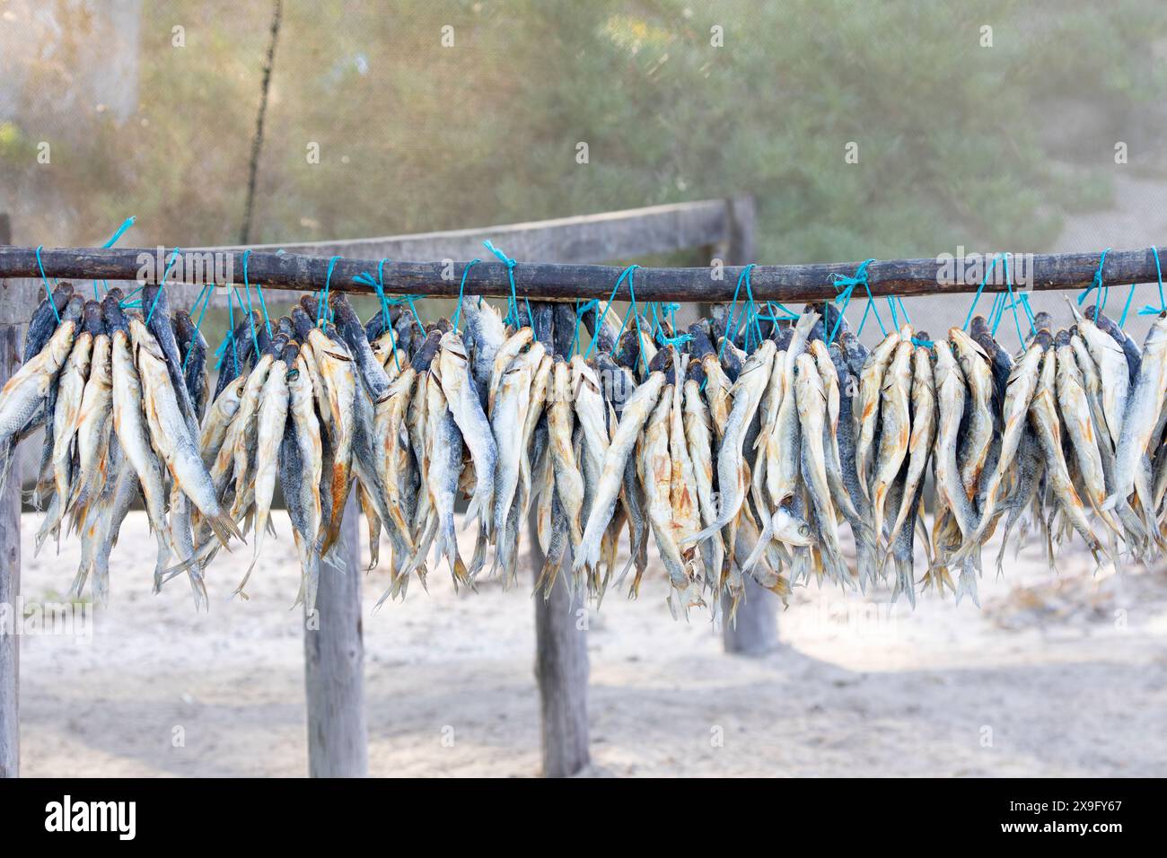 South african mullet hi-res stock photography and images - Alamy