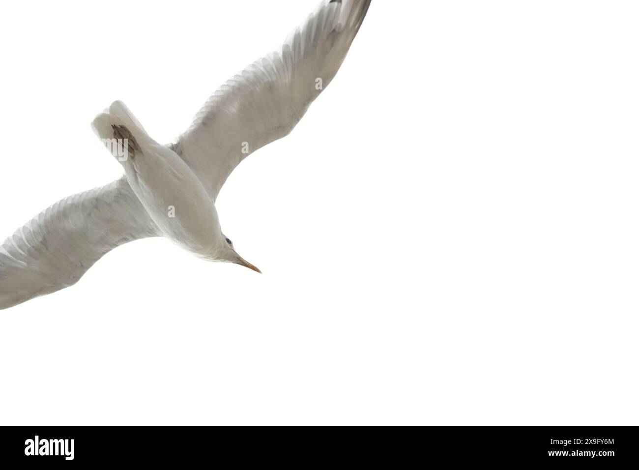 Seagull flying in the sky shot from the bottom point isolated on white ...