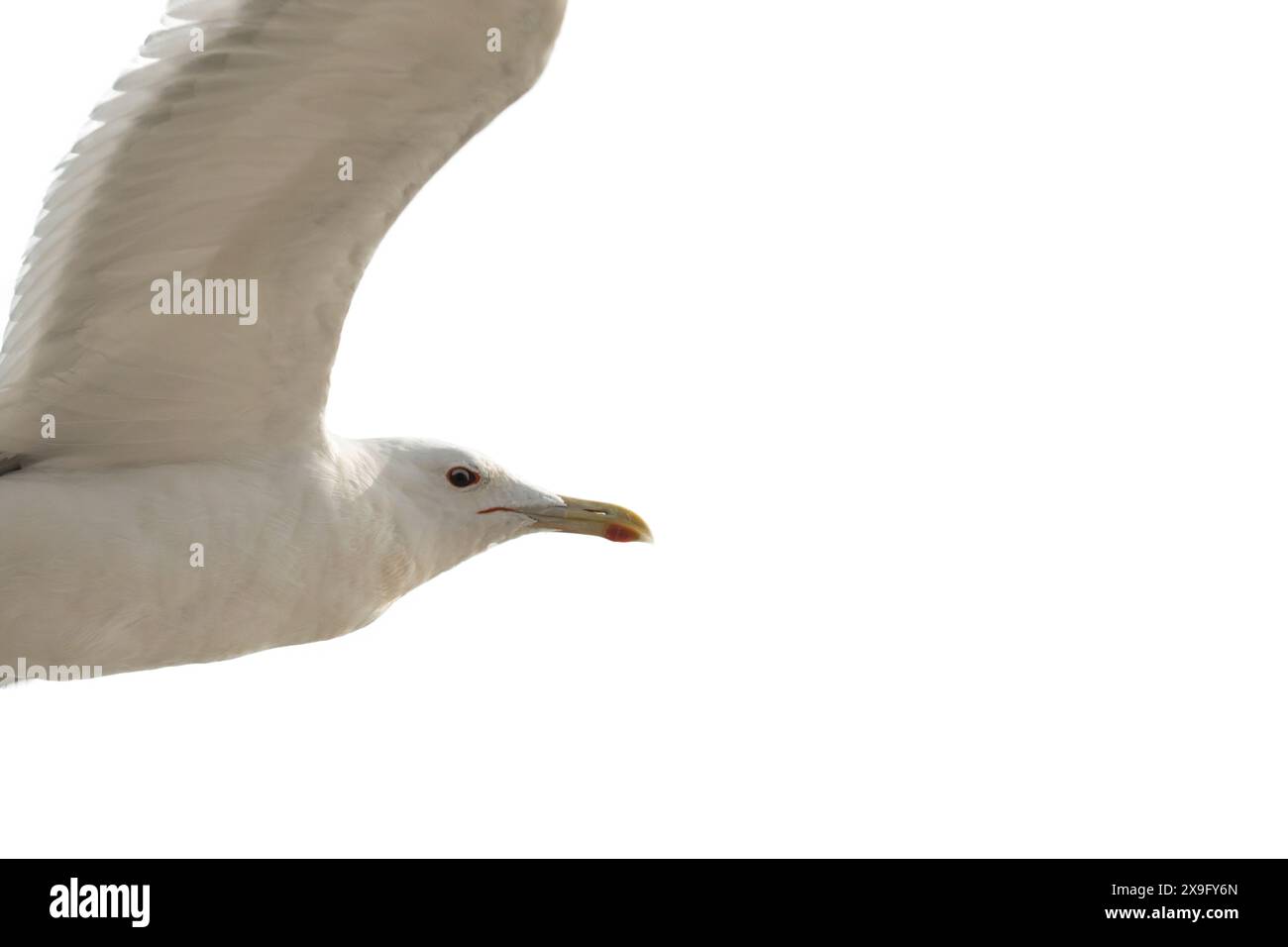 Seagull flying in the sky shot from the bottom point isolated on white ...