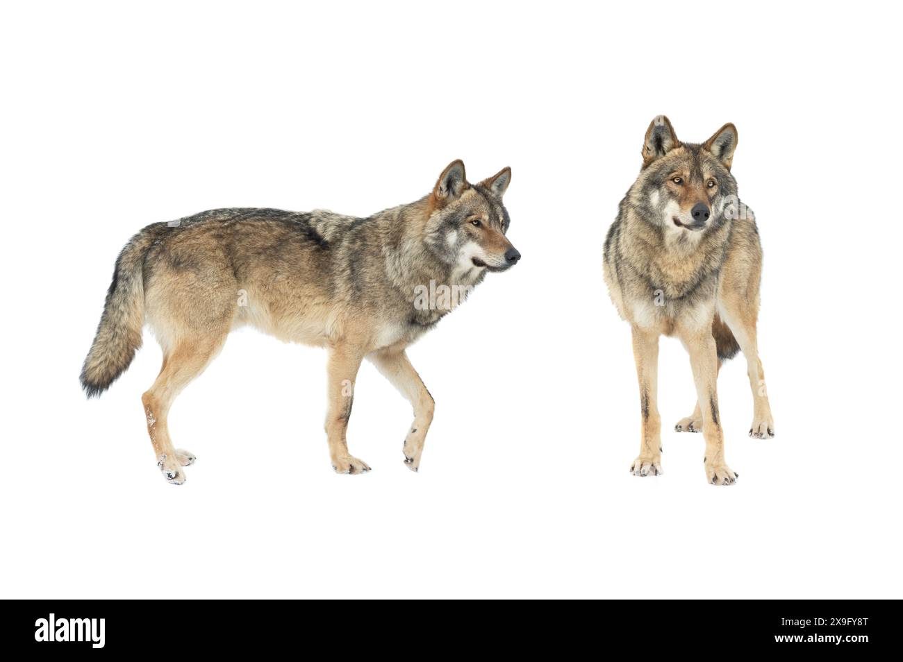 two wolf isolated on white background Stock Photo - Alamy