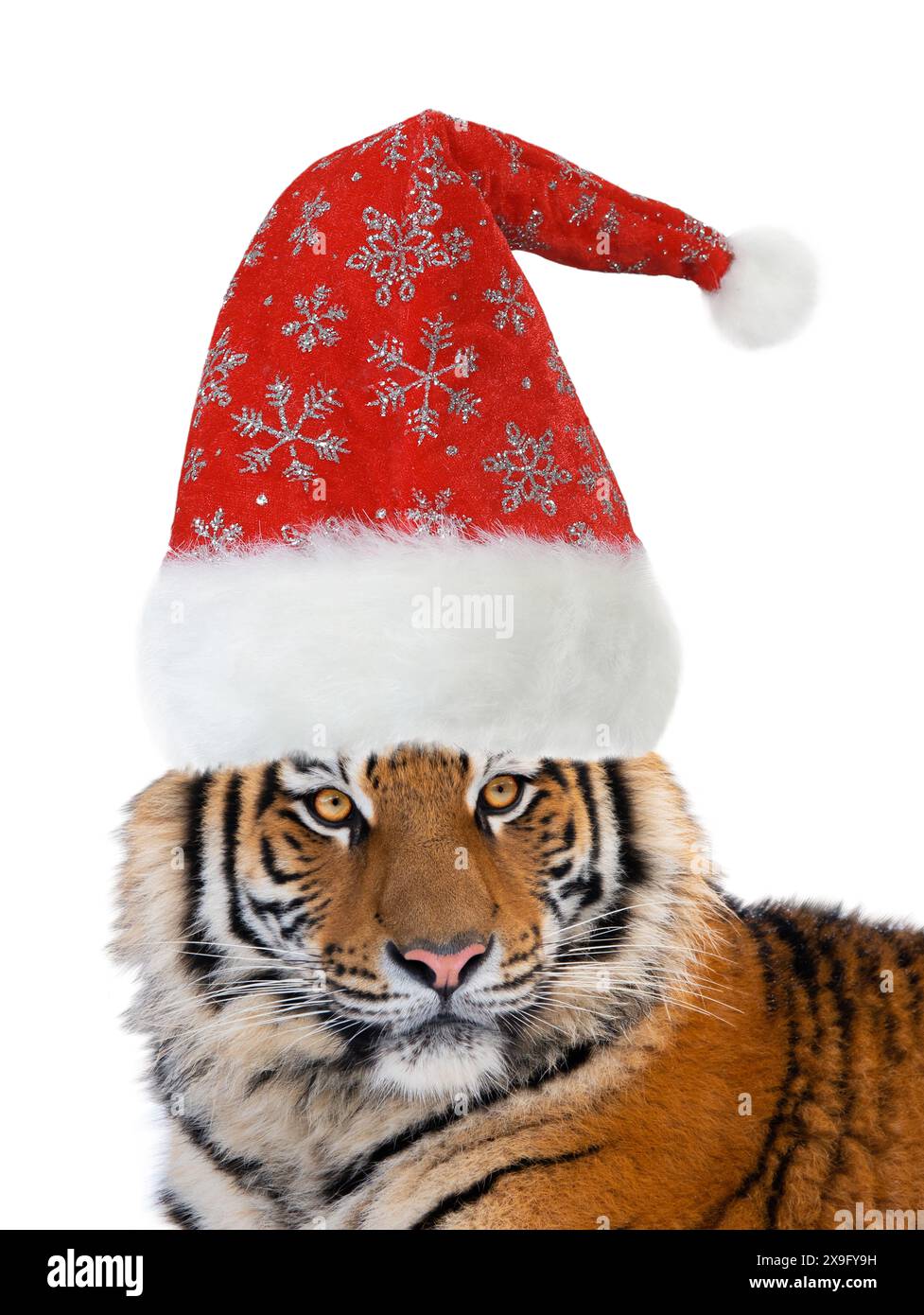 tiger in santa claus cap isolated on white background Stock Photo - Alamy