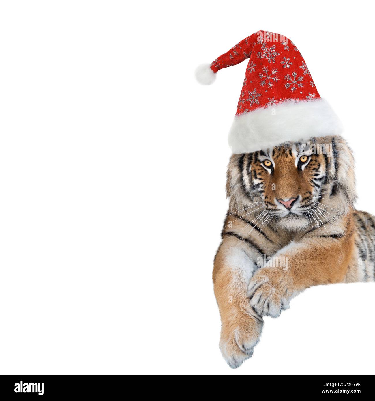 tiger in santa claus cap isolated on white background Stock Photo - Alamy
