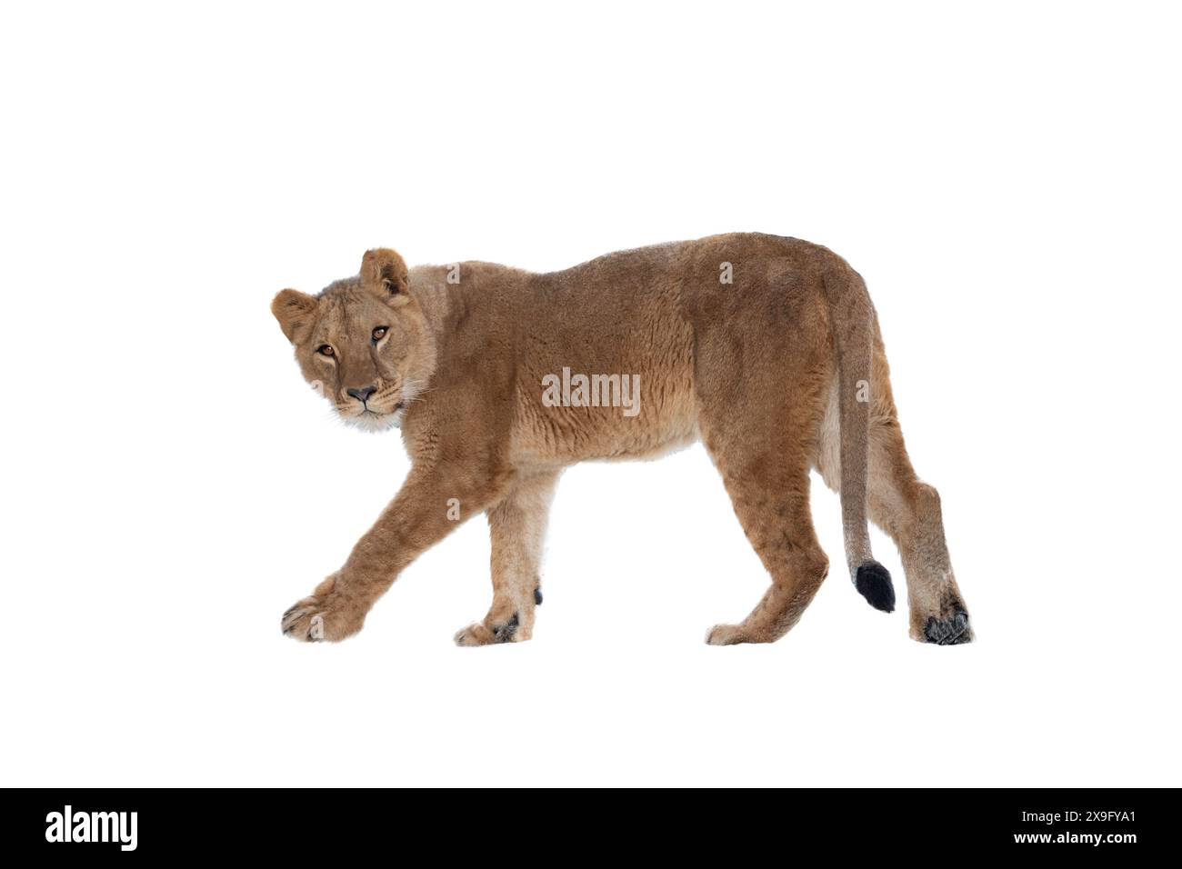 Wild lion standing on Cut Out Stock Images & Pictures - Alamy