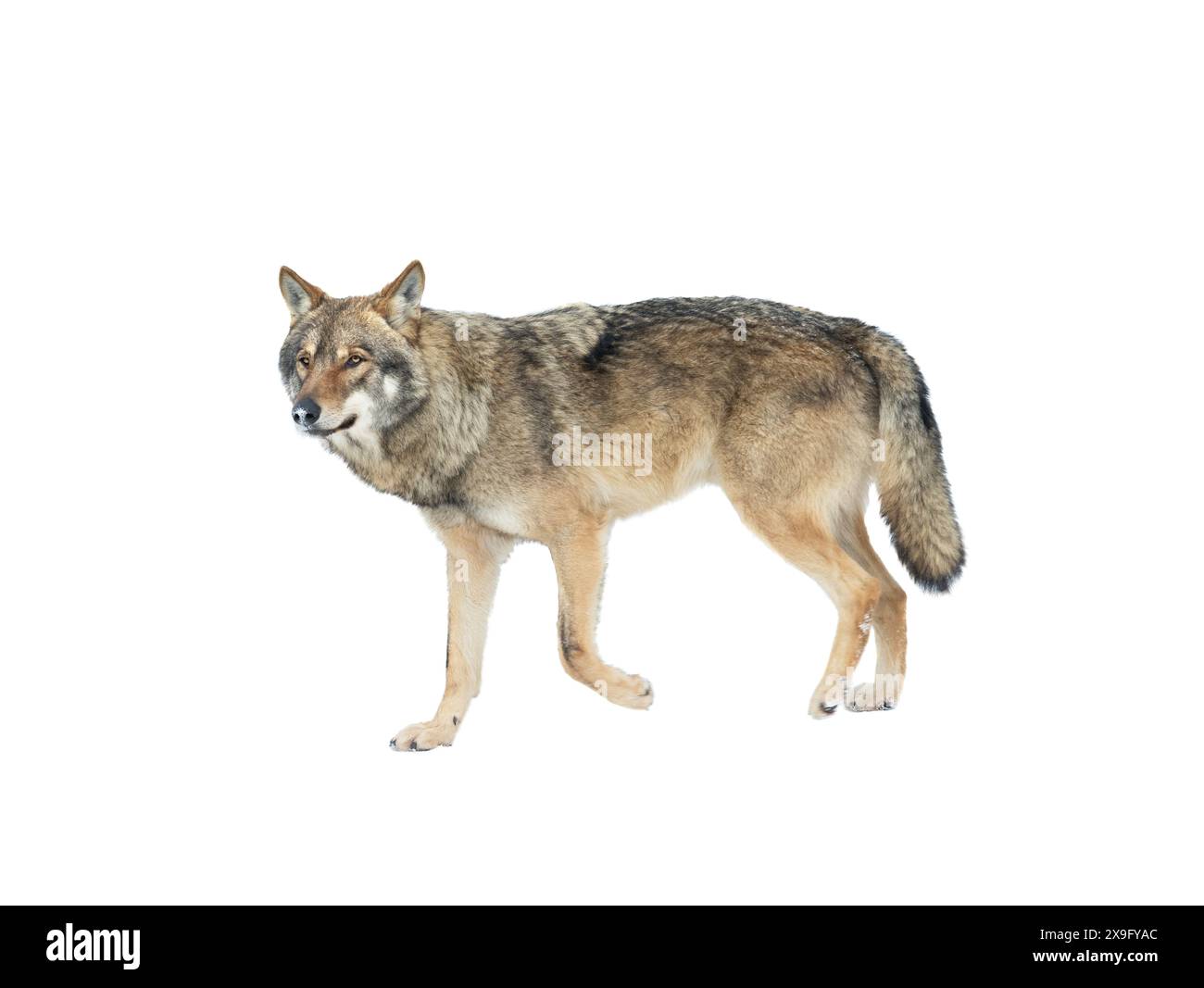 Walking in cold snow Cut Out Stock Images & Pictures - Alamy