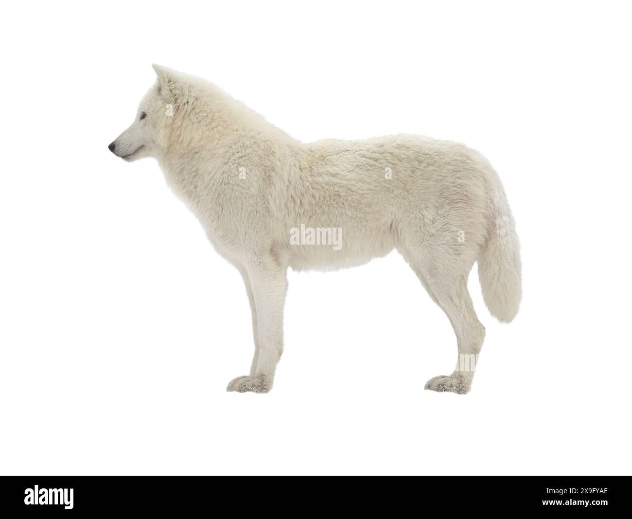 Arctic wolf standing in profile isolated on white background Stock ...