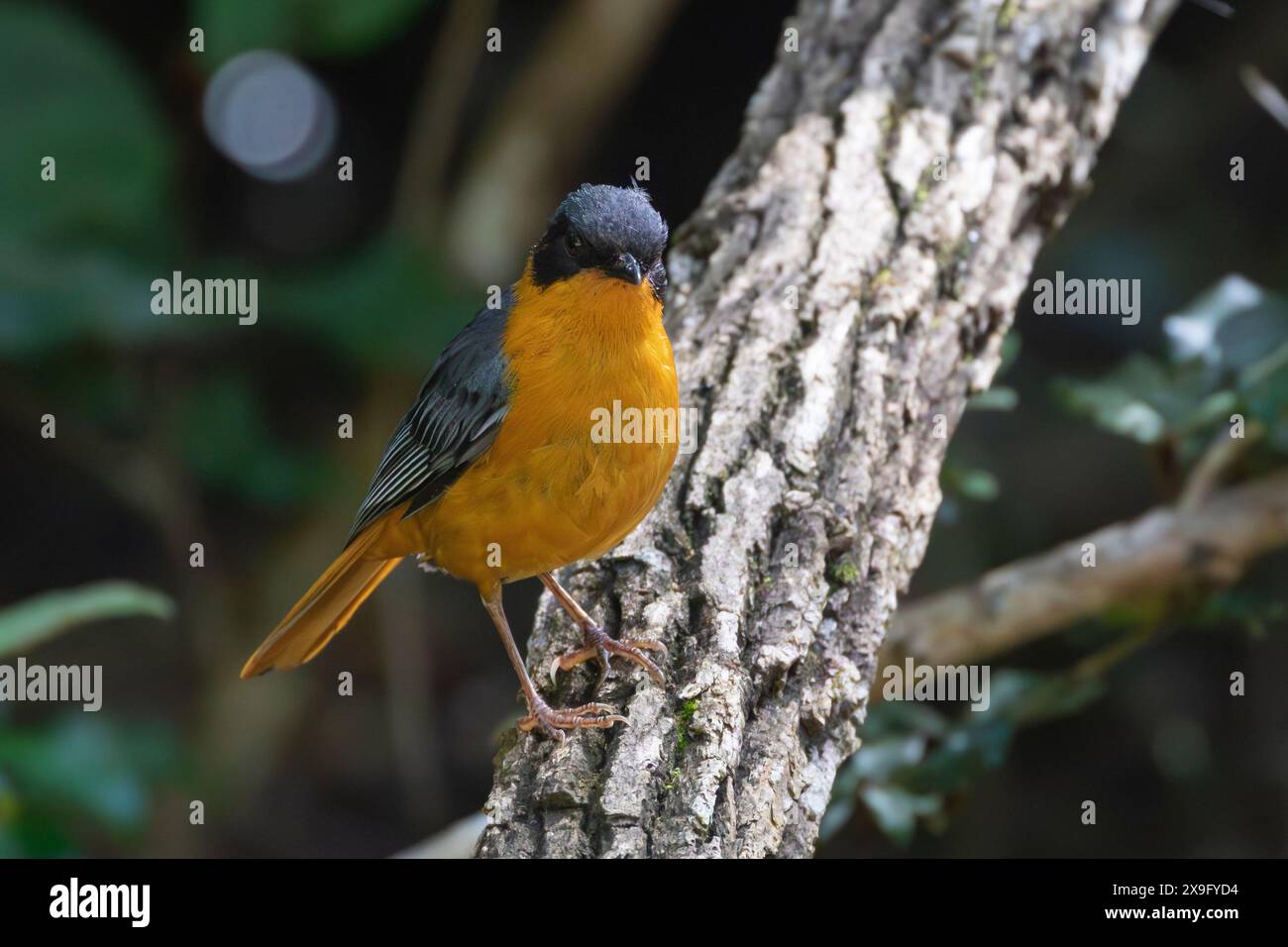 Chorister Robin-chat (Cossypha dichroa) in Afromontaine Gorest ...