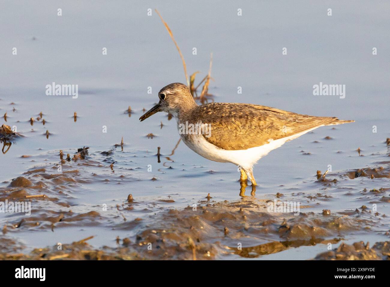 Common Sandpiper (Actitis hypoleucos) Limpopo, South Africa Stock Photo ...