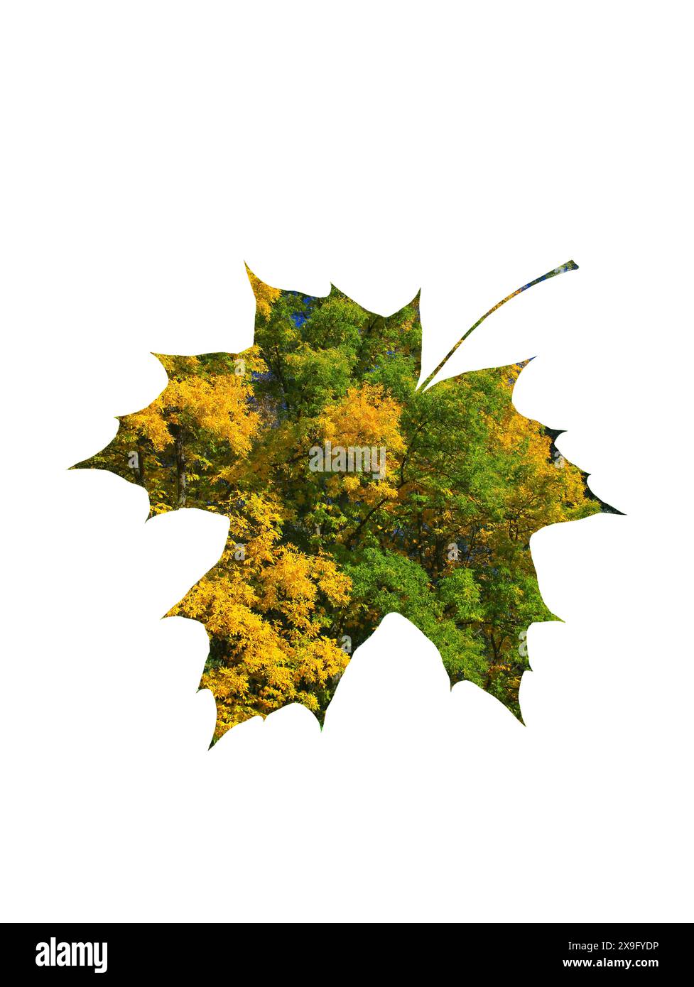 Trees sunset sky in Cut Out Stock Images & Pictures - Alamy