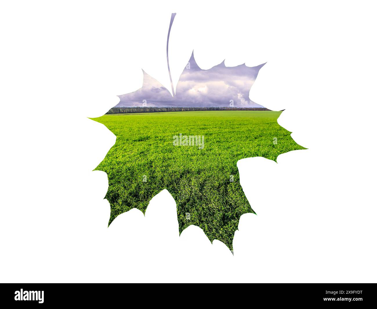 Rural landscape field wheat Cut Out Stock Images & Pictures - Alamy