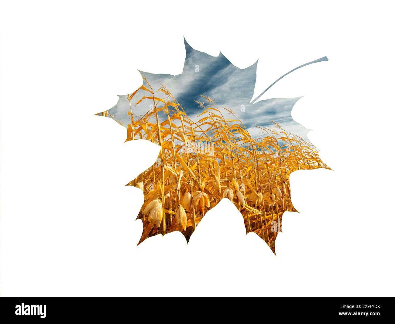 Inside corn field hi-res stock photography and images - Alamy