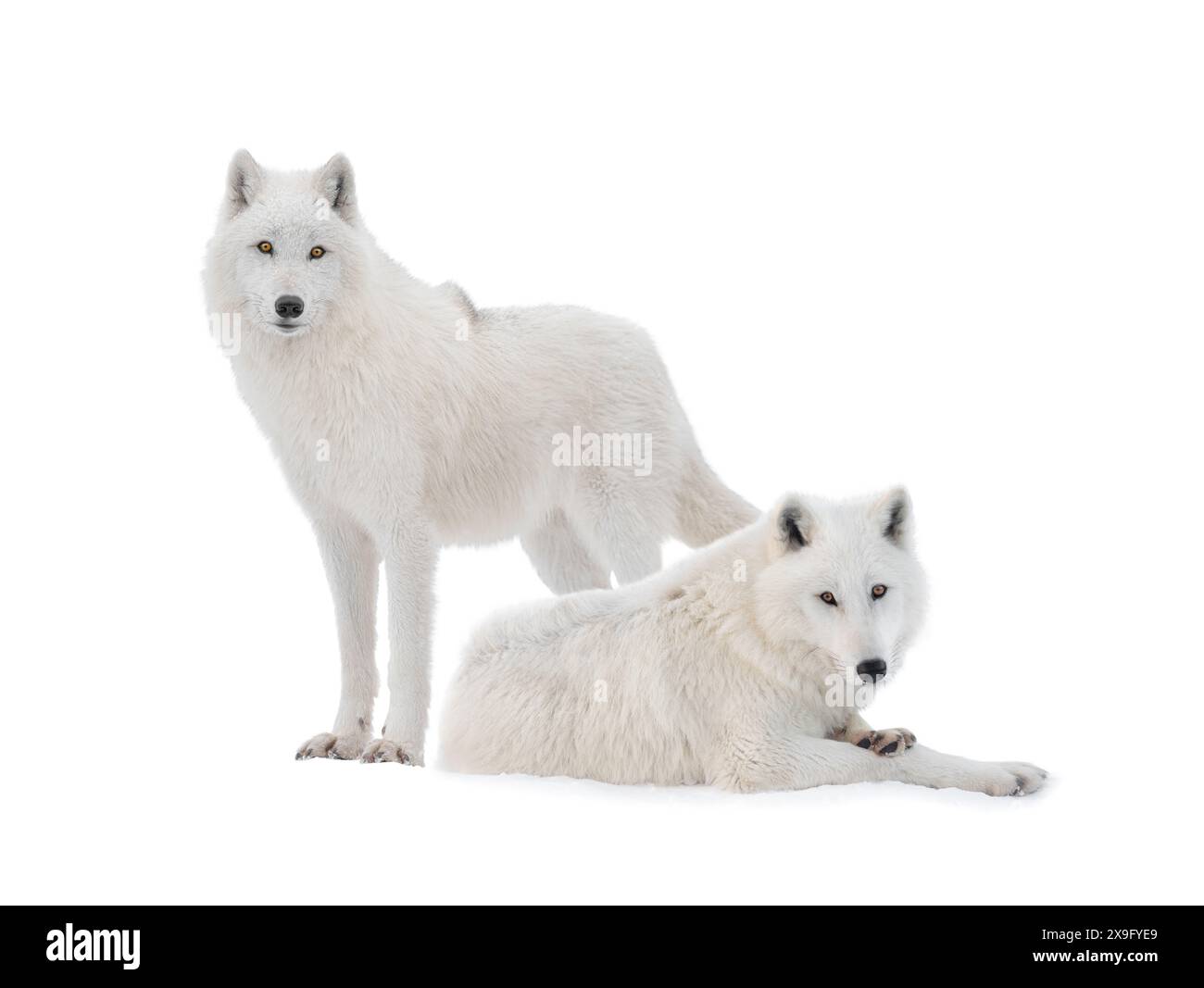 two polar wolves isolated on white background Stock Photo - Alamy