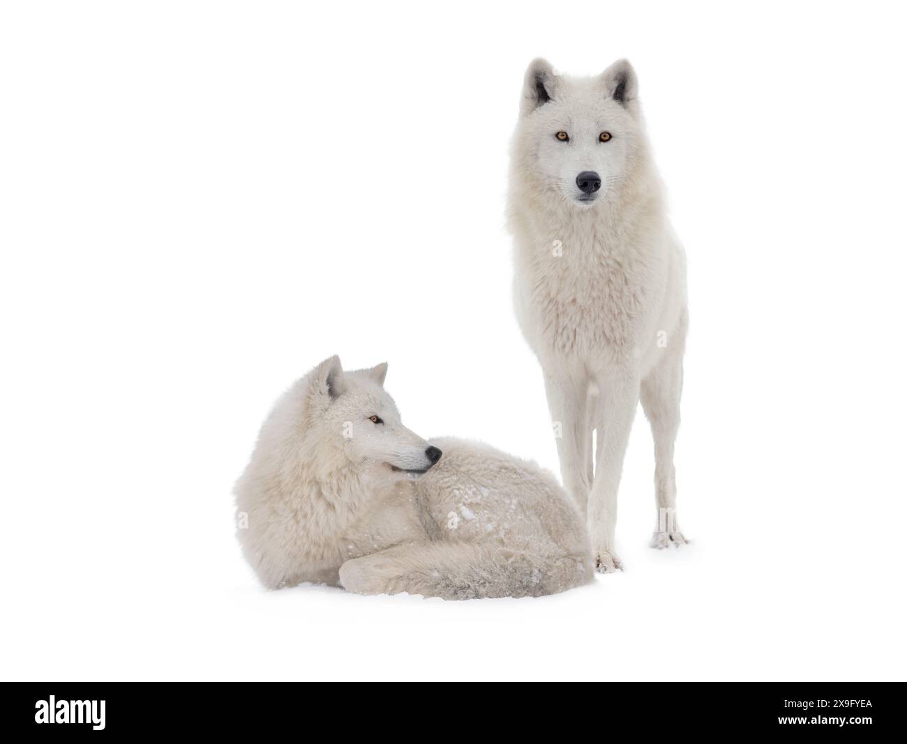 two polar wolves isolated on white background Stock Photo - Alamy