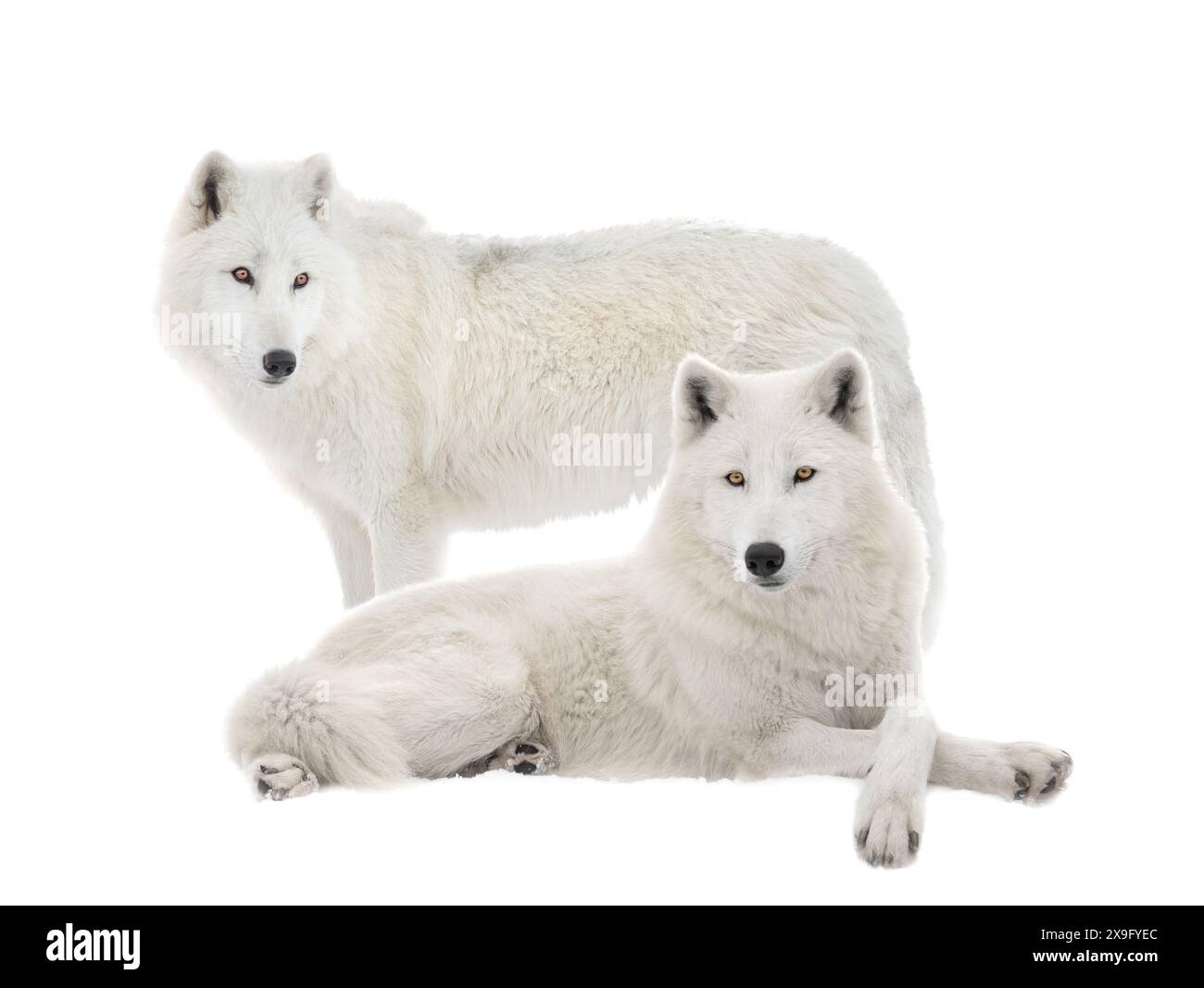 two polar wolves isolated on white background Stock Photo - Alamy