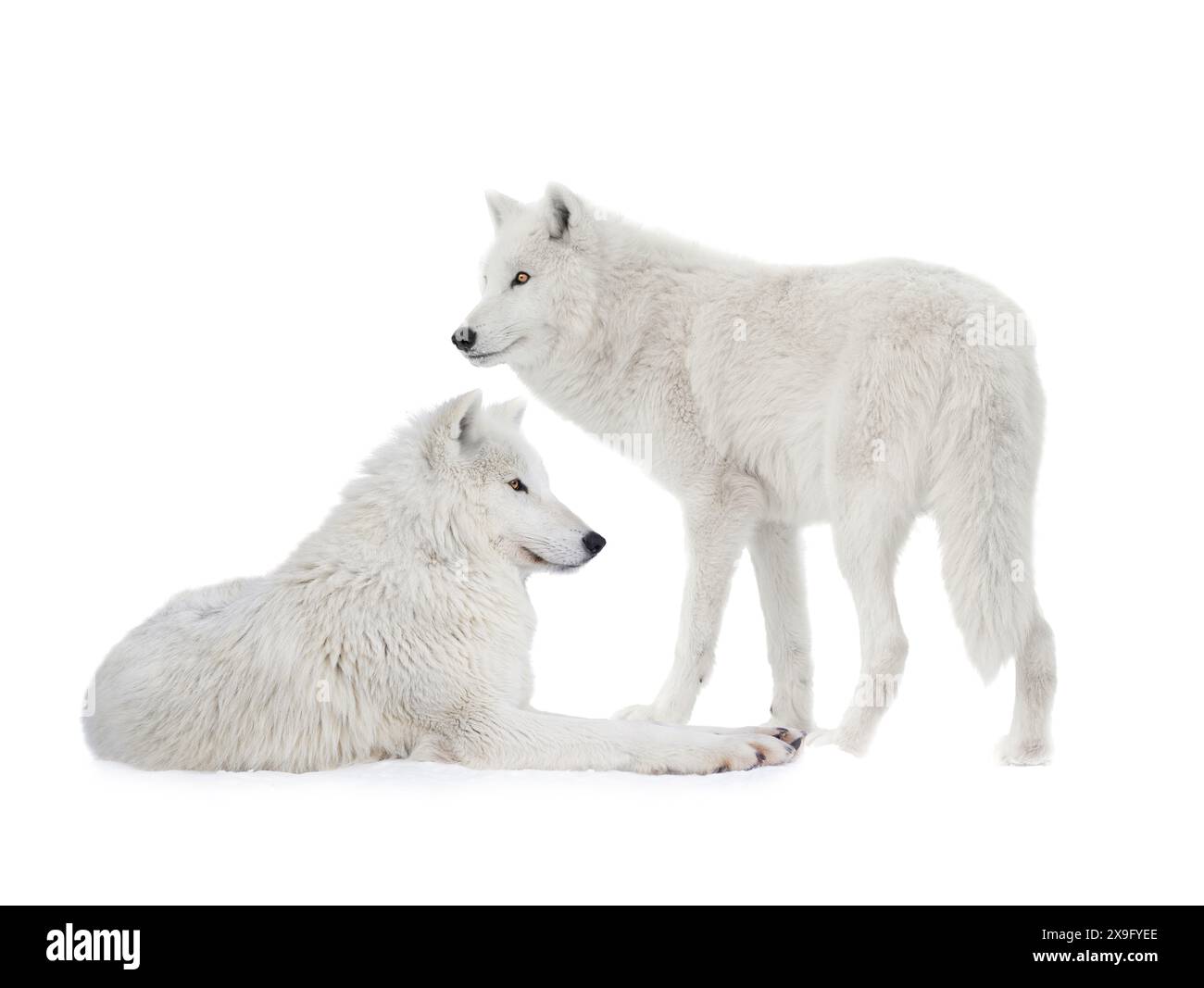two polar wolves isolated on white background Stock Photo - Alamy