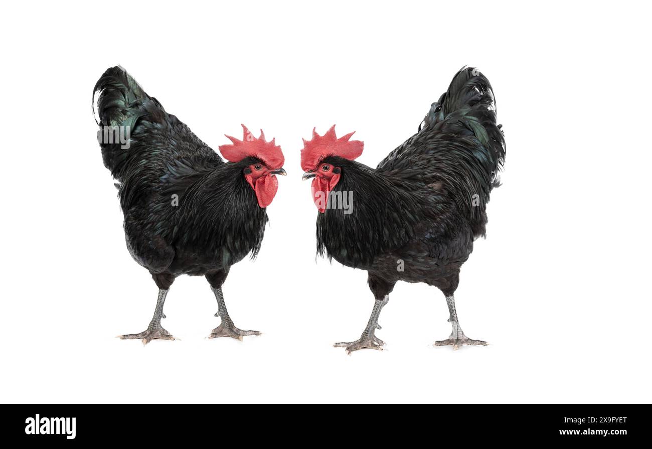two roosters look at each other isolated on white background Stock ...
