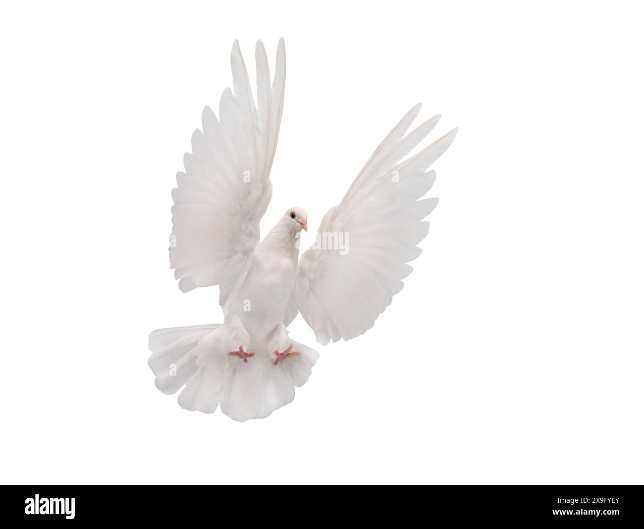 beautiful white dove in flight isolated on white background Stock Photo ...