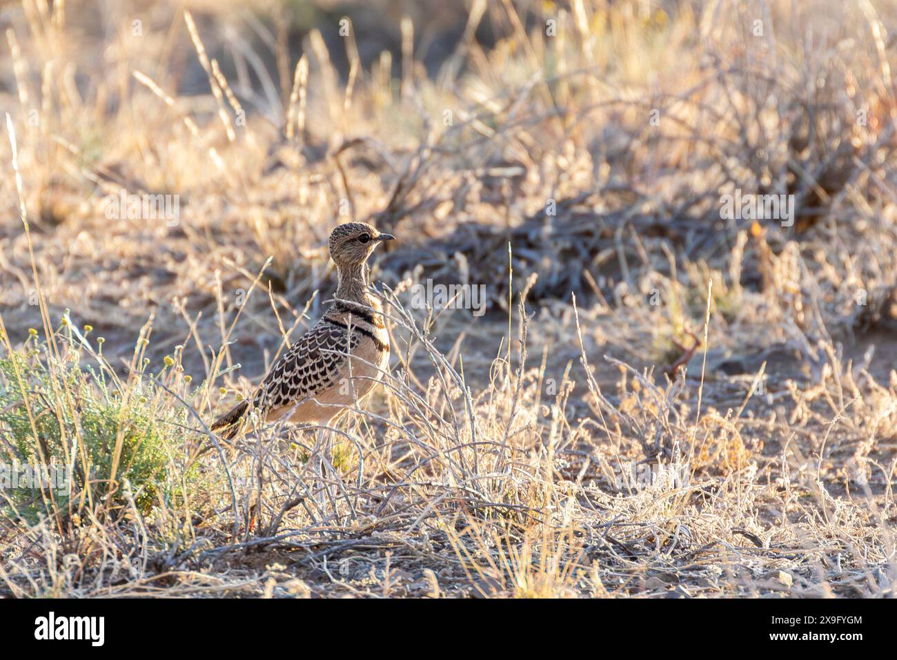 Double-banded Courser (Rhinoptilus africanus) at sunset in grassland ...