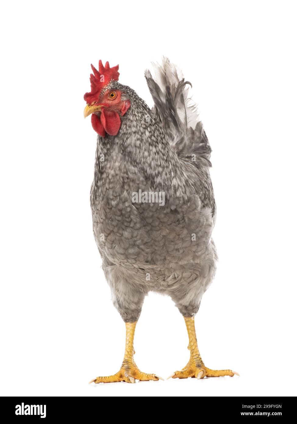 gray rooster isolated on white background Stock Photo - Alamy