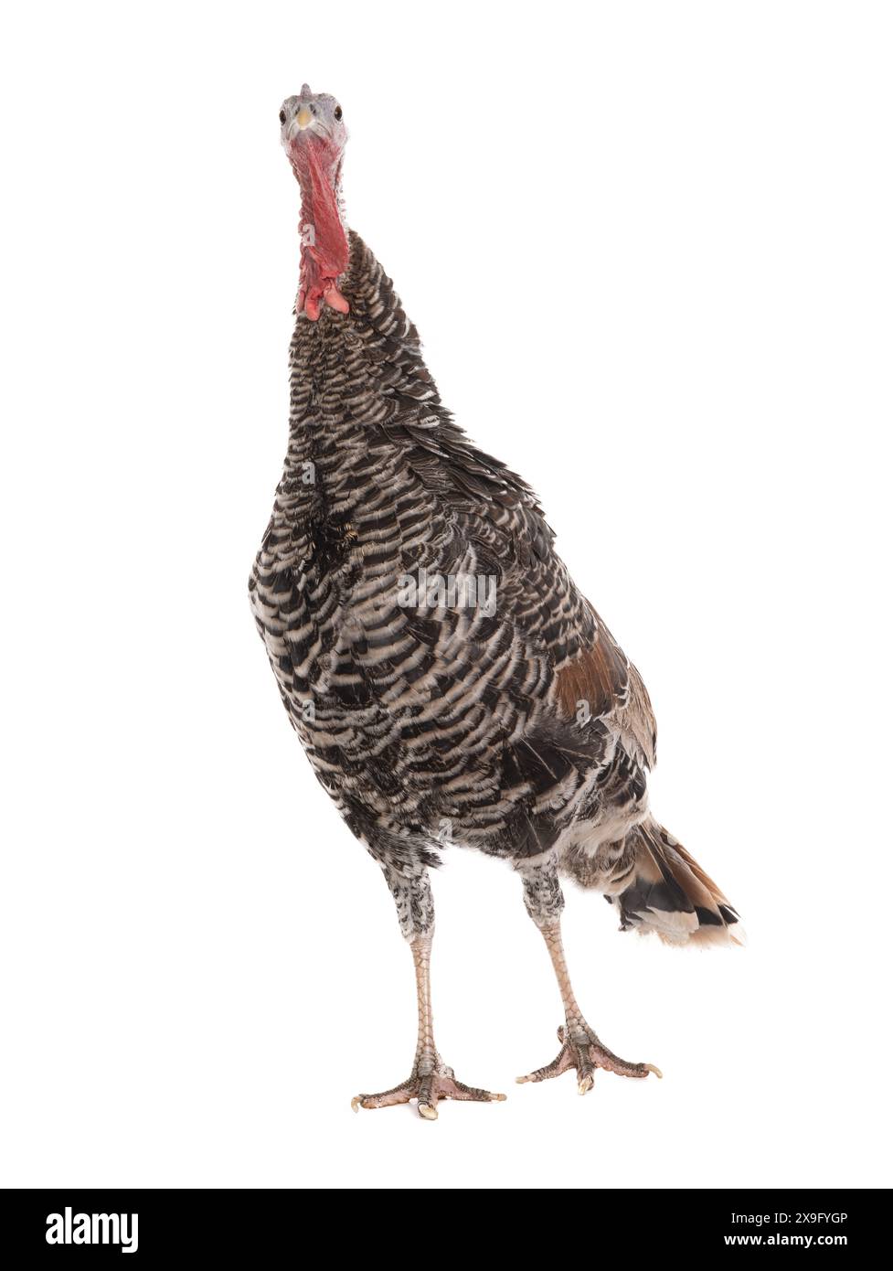 turkey isolated on white background Stock Photo - Alamy