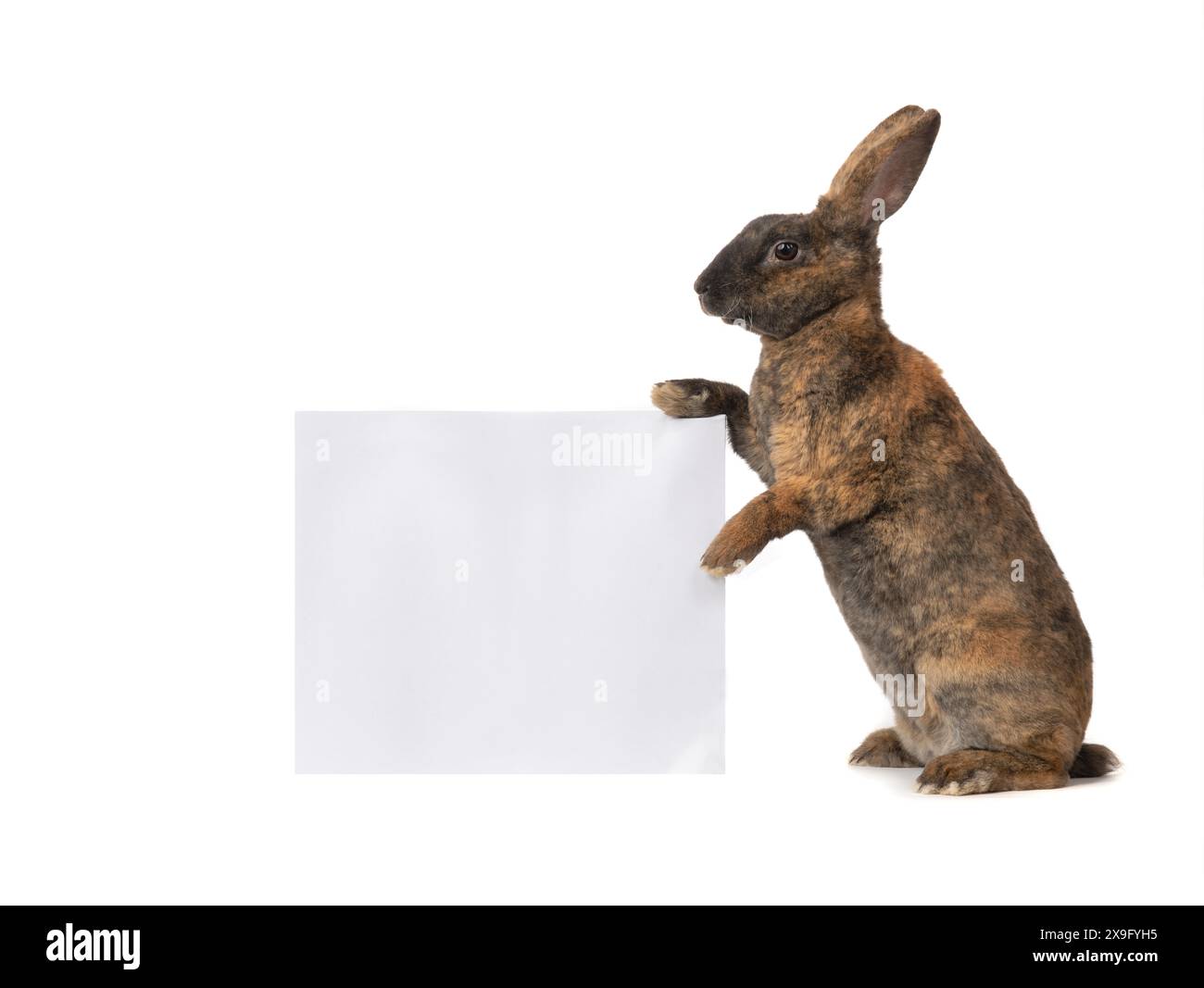 brown rabbit stands with a square for writing your inscriptions on a ...