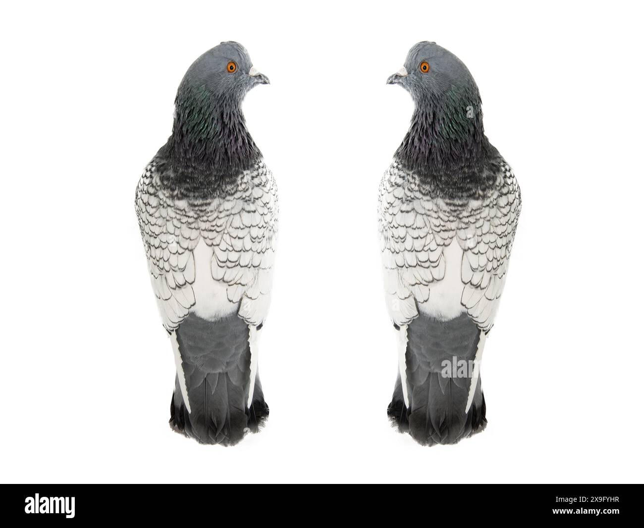 two pigeon isolated on white background Stock Photo - Alamy